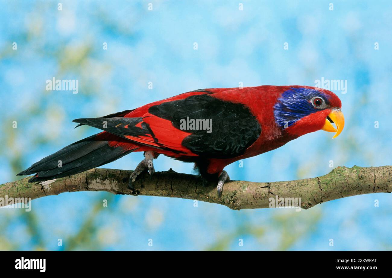 BLACK-WINGED LORY - SIDE VIEW Stock Photo - Alamy