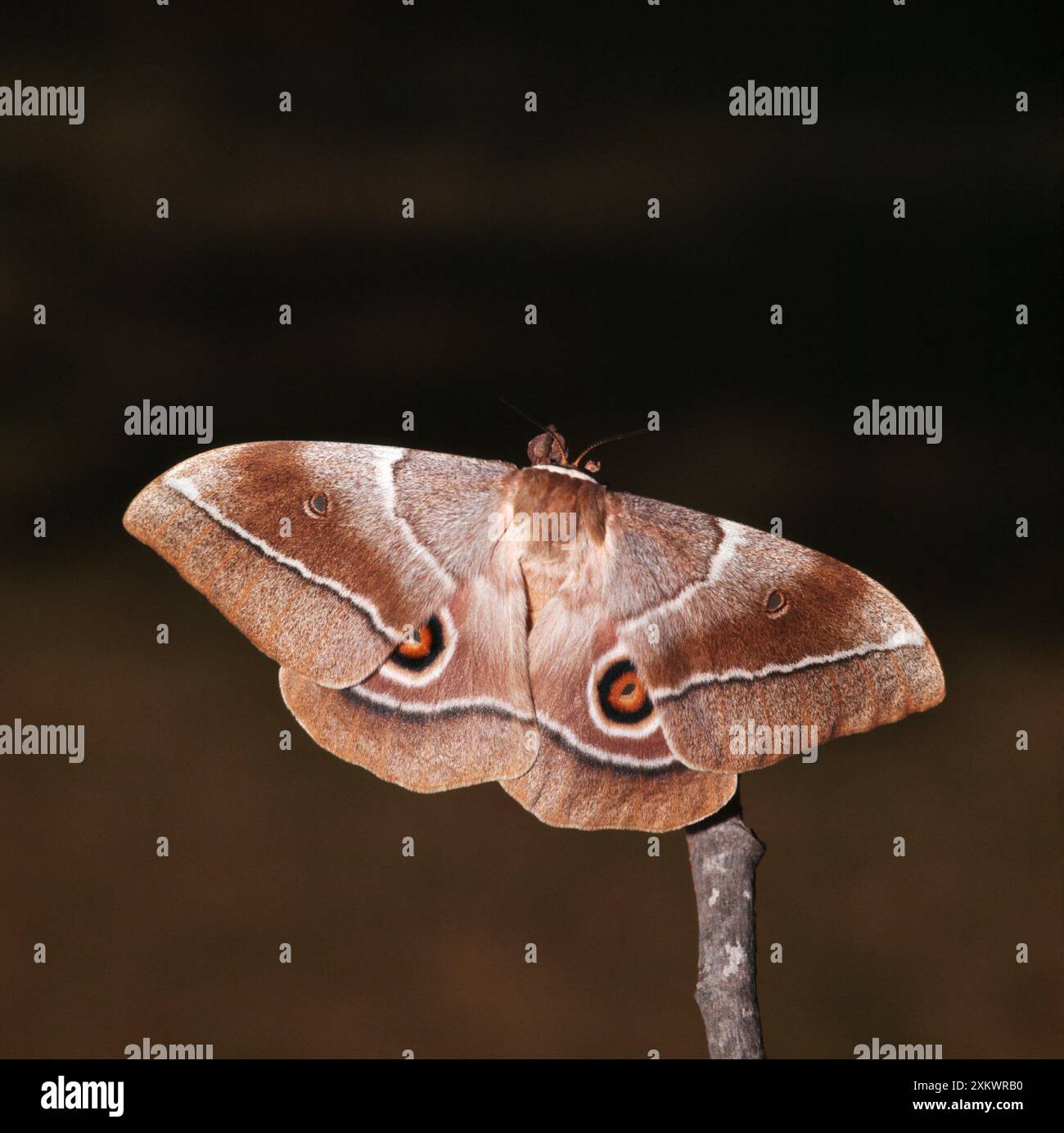 African emperor moth hi-res stock photography and images - Alamy