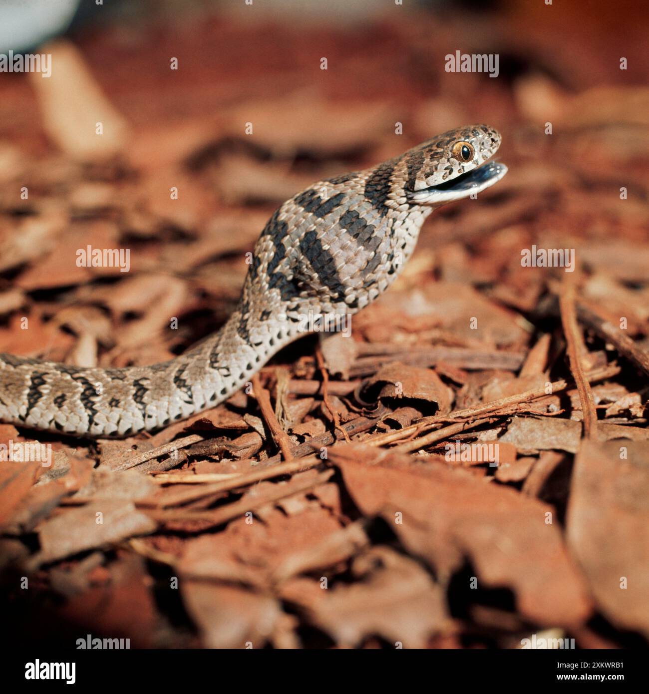Common / Rhombic Egg-Eating Snake - Showing egg Stock Photo - Alamy