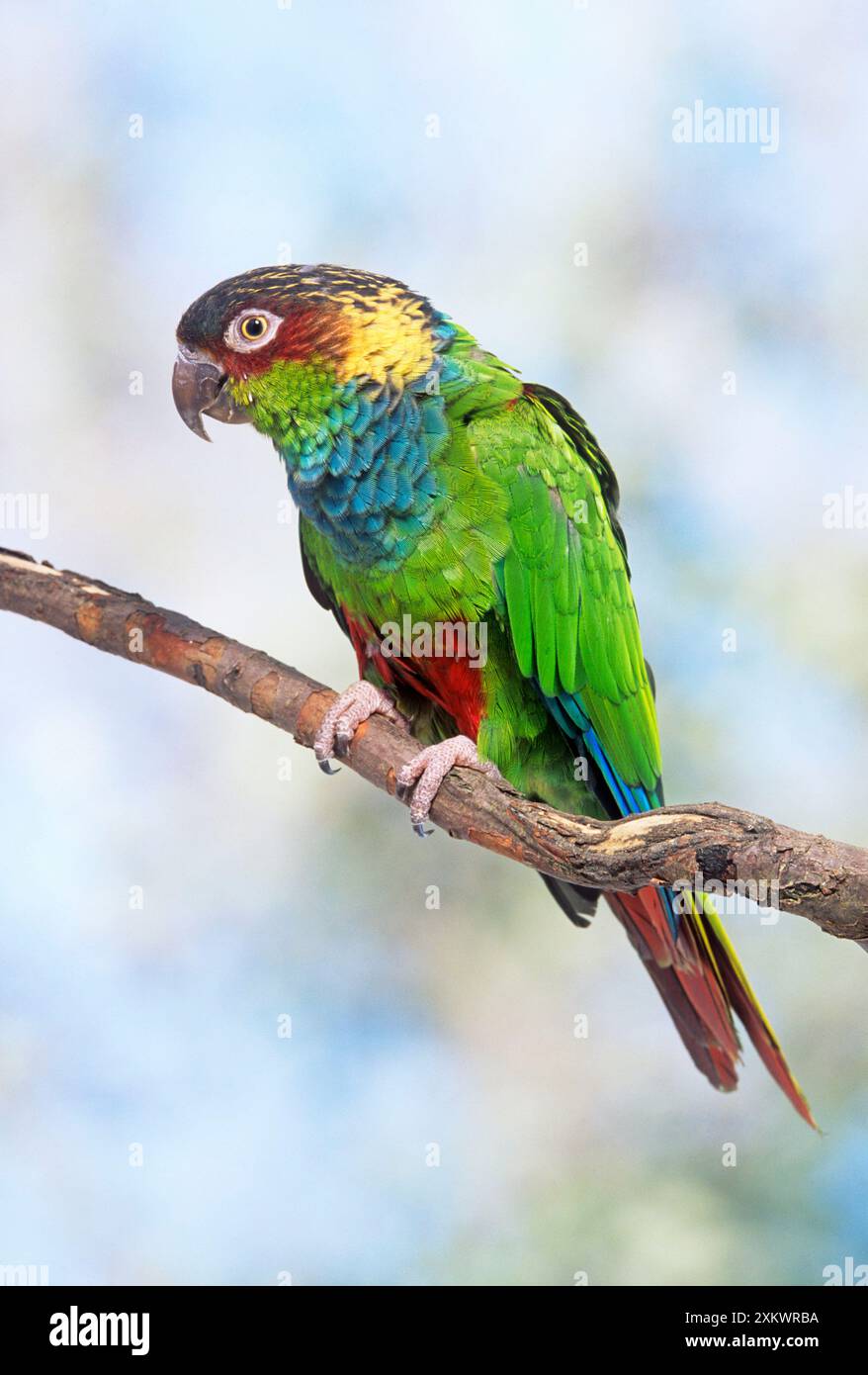 Blue-chested Parakeet / Blue-throated Parakeet Stock Photo - Alamy