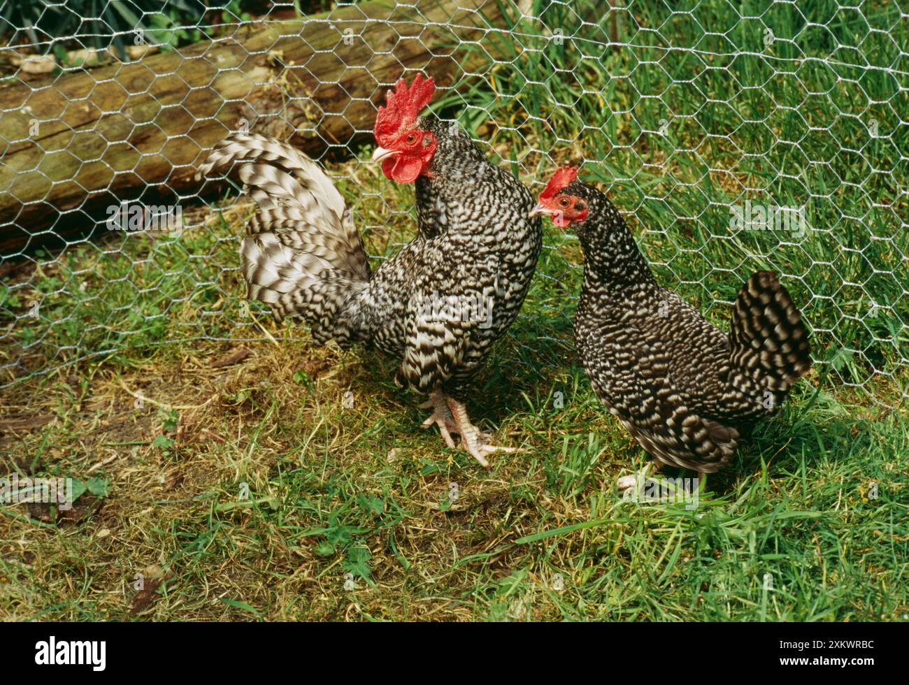 Scots grey hen hi-res stock photography and images - Alamy