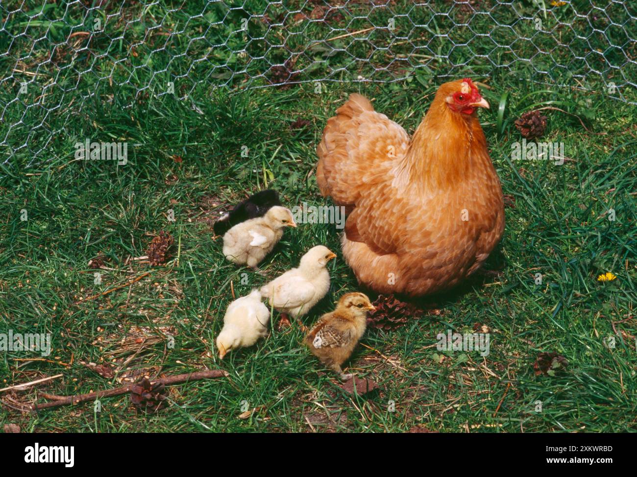 Buff Pekin Chicken - Hen with various chicks Stock Photo - Alamy