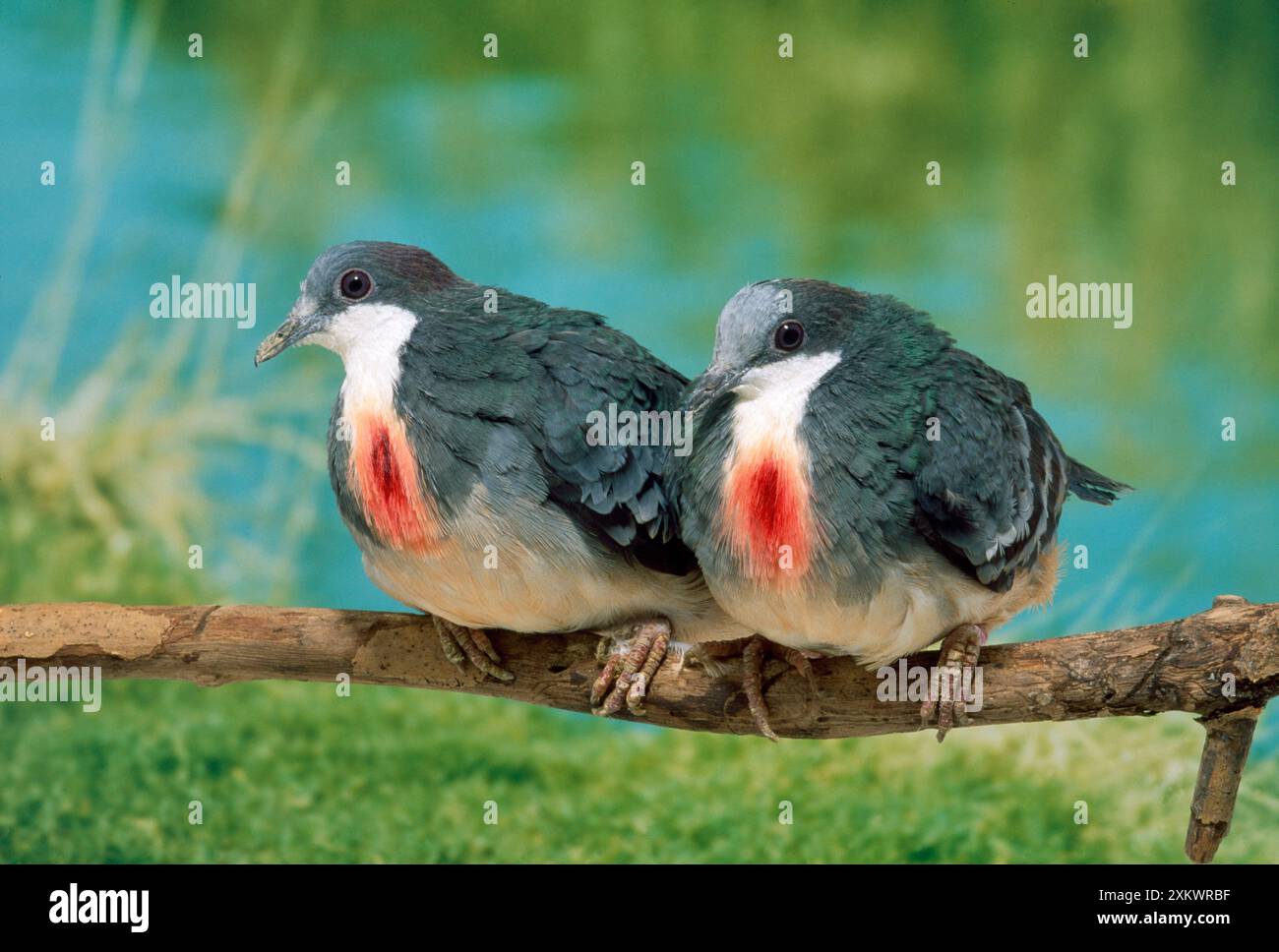 Luzon Bleeding Heart Pigeon - hen on the left Stock Photo - Alamy