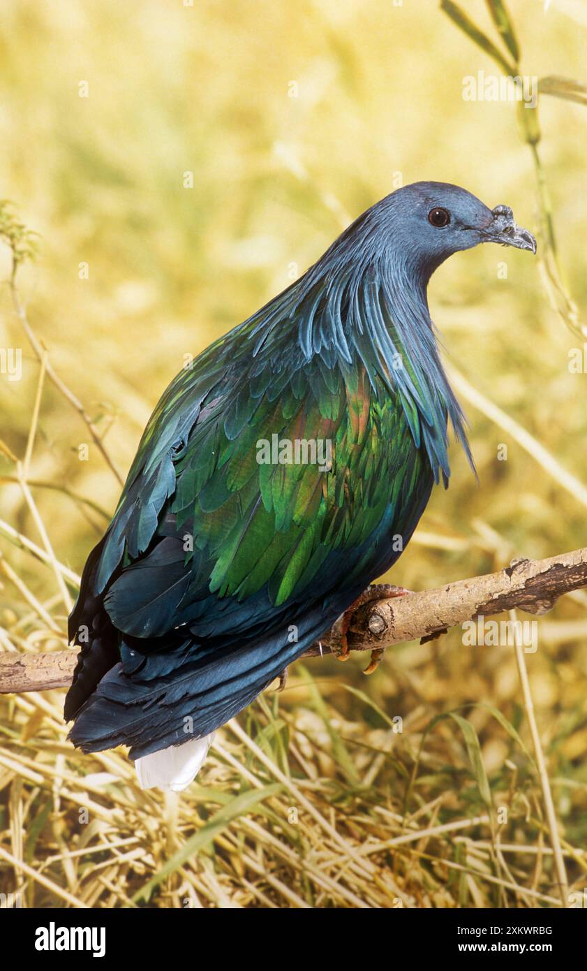 Nicobar pigeons hi-res stock photography and images - Alamy