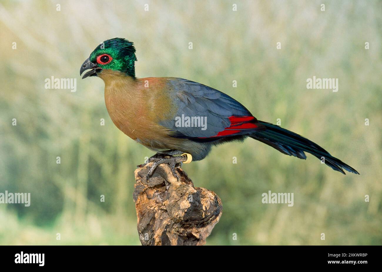 Crested species hi-res stock photography and images - Alamy