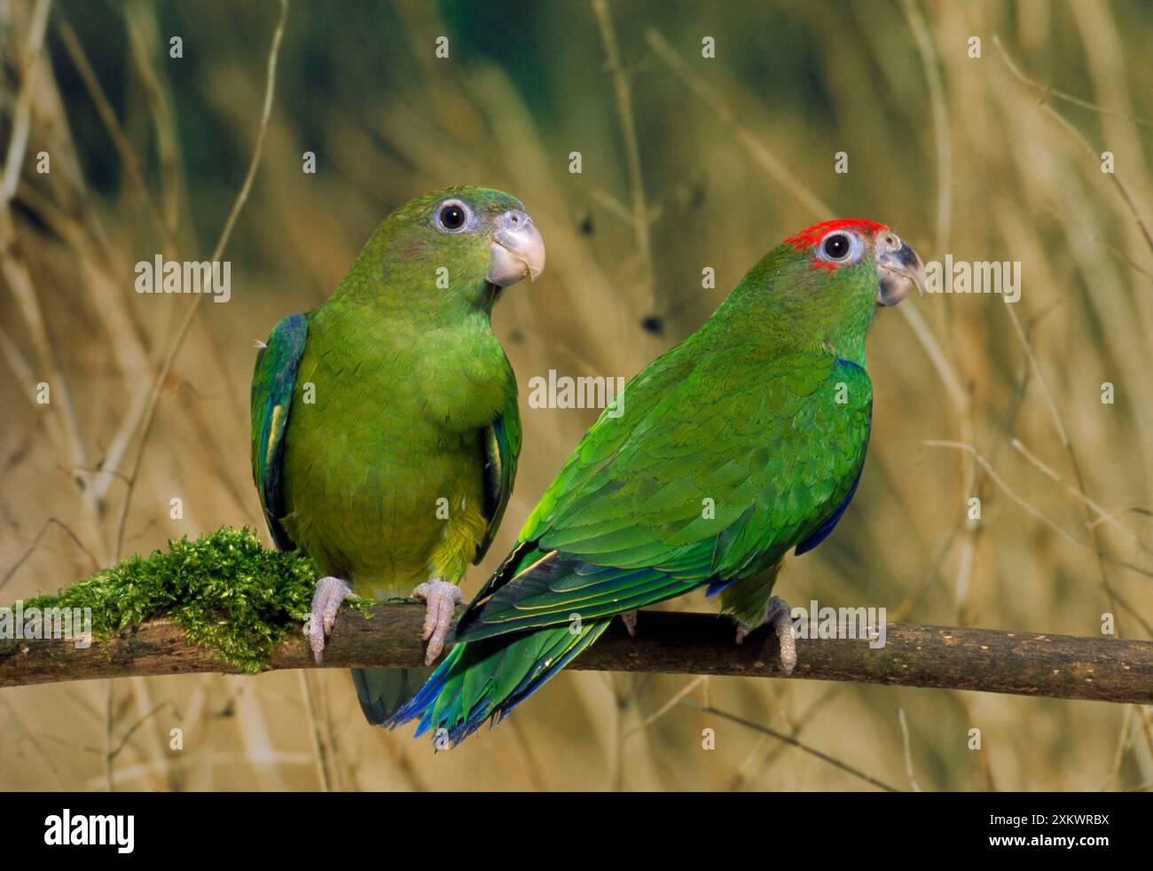 Red parrots hi-res stock photography and images - Alamy