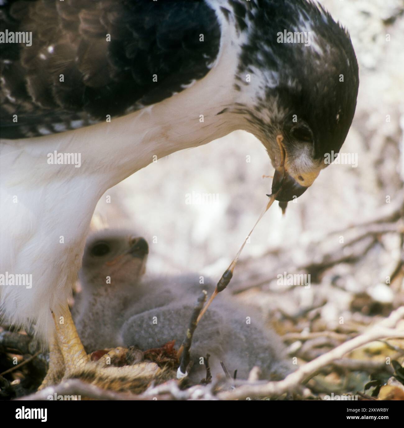 Buzzard chick hi-res stock photography and images - Alamy