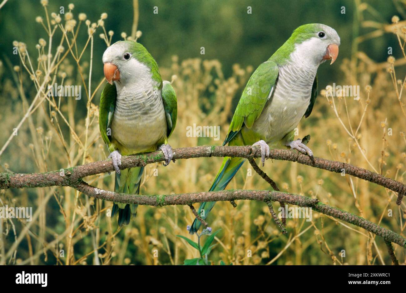 American parakeet hi-res stock photography and images - Alamy