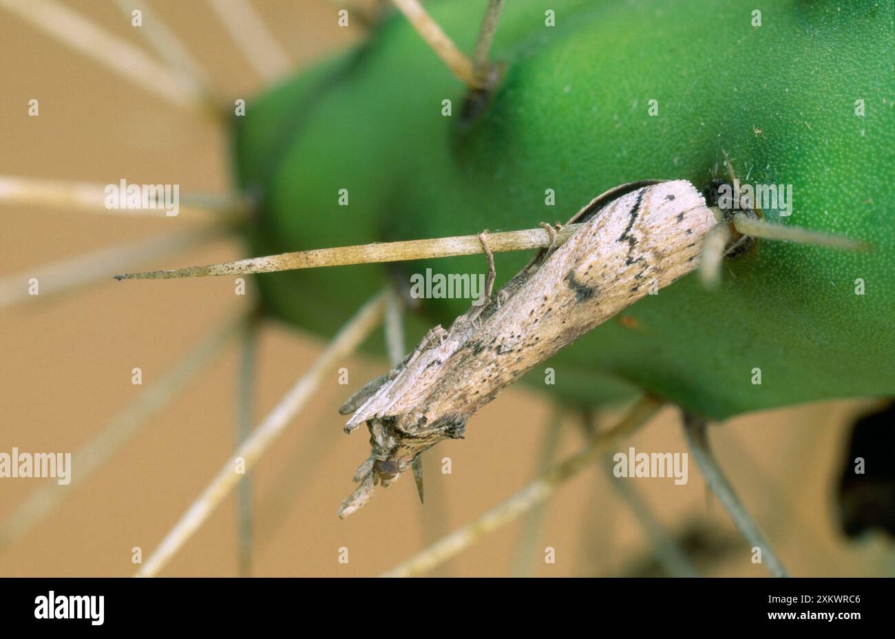Cactoblastis cactorum hi-res stock photography and images - Alamy
