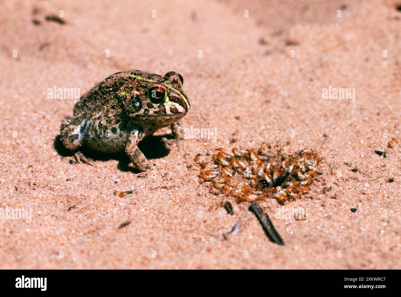 Bullfrog - Eating termites Stock Photo - Alamy