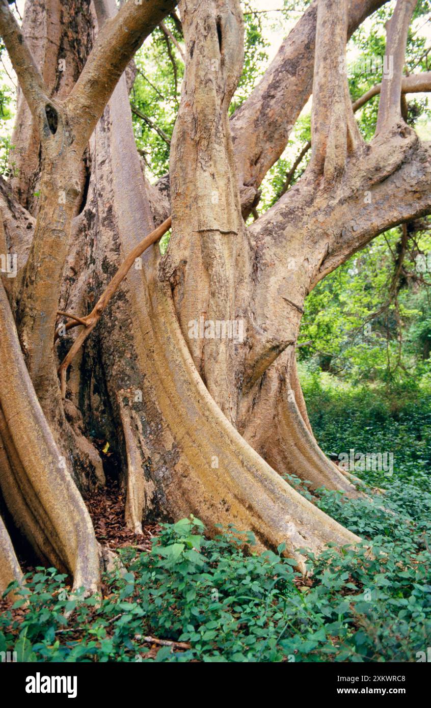 Sycamore tree roots hi-res stock photography and images - Alamy