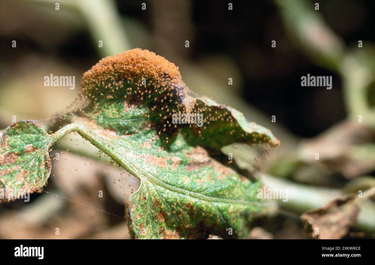 Fruit mites hi-res stock photography and images - Alamy