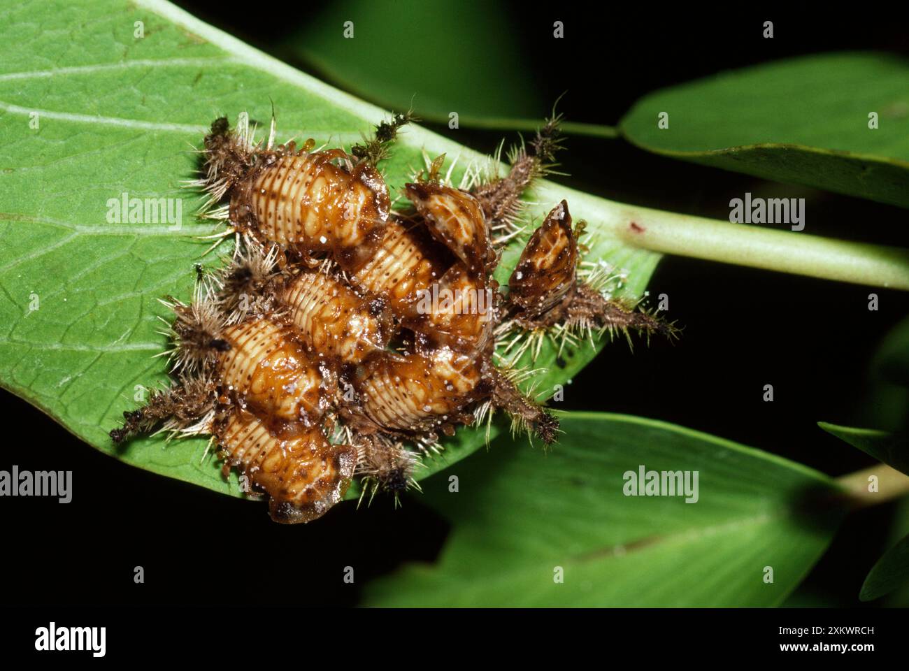 Pupae hi-res stock photography and images - Alamy