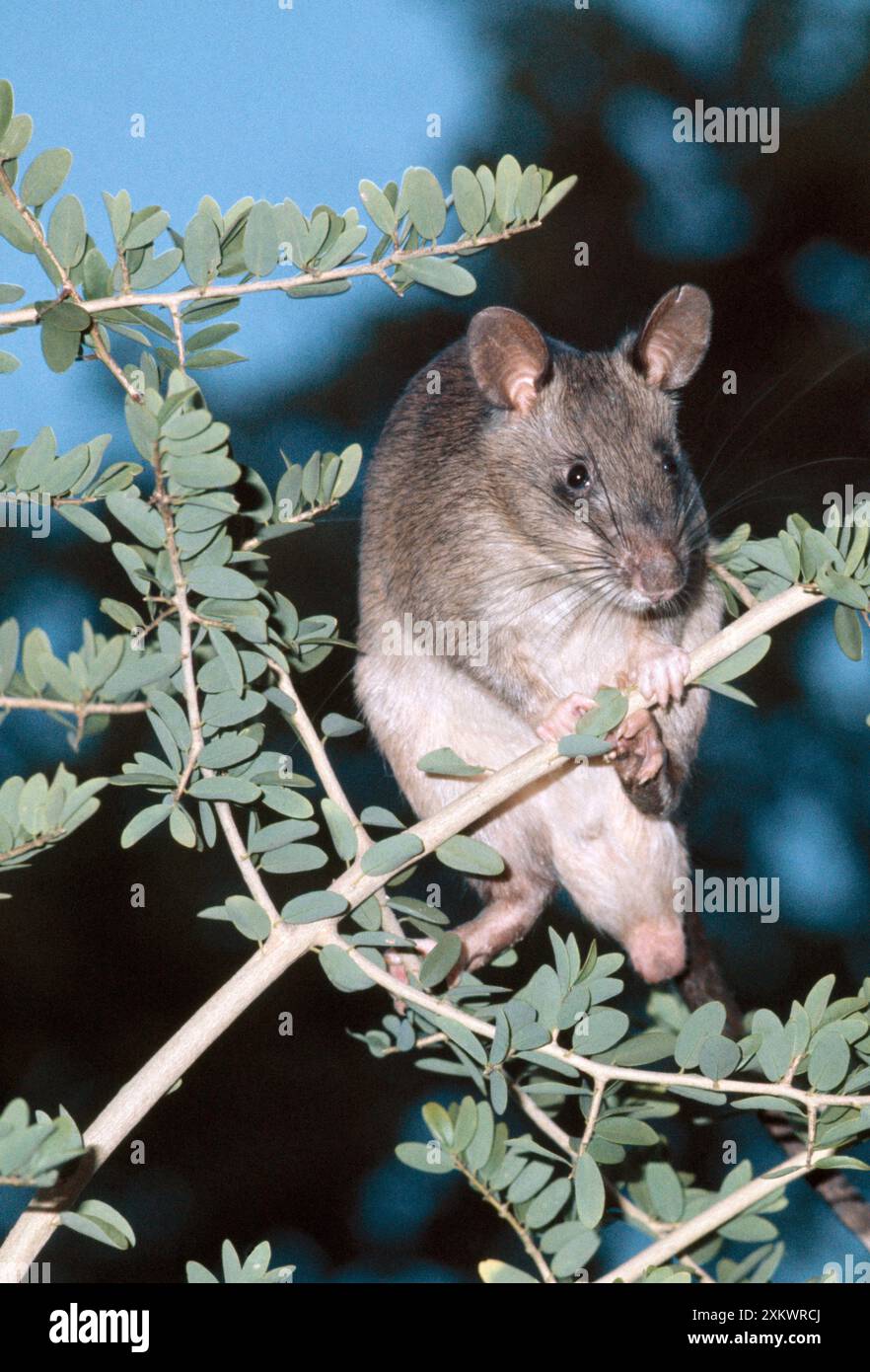 Giant Pouched RAT - on branch Stock Photo - Alamy