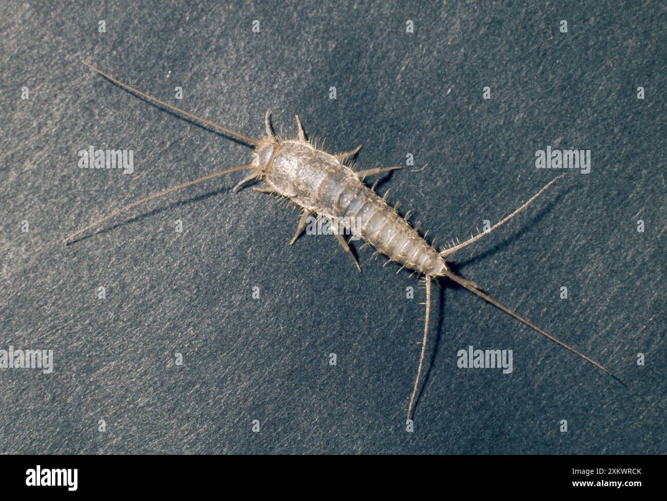 Ctenolepisma sp hi-res stock photography and images - Alamy