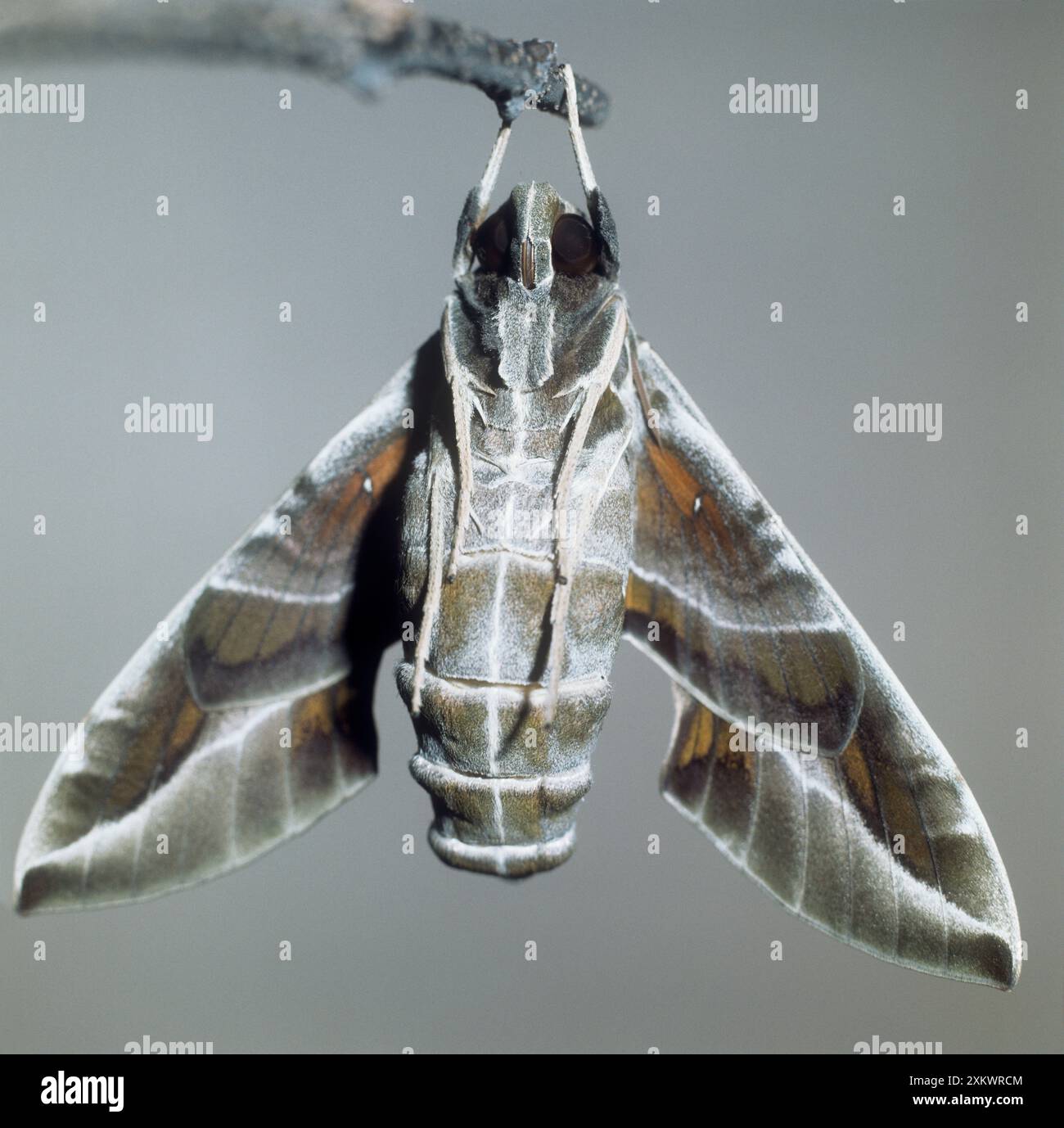 Oleander hawk moths hi-res stock photography and images - Alamy