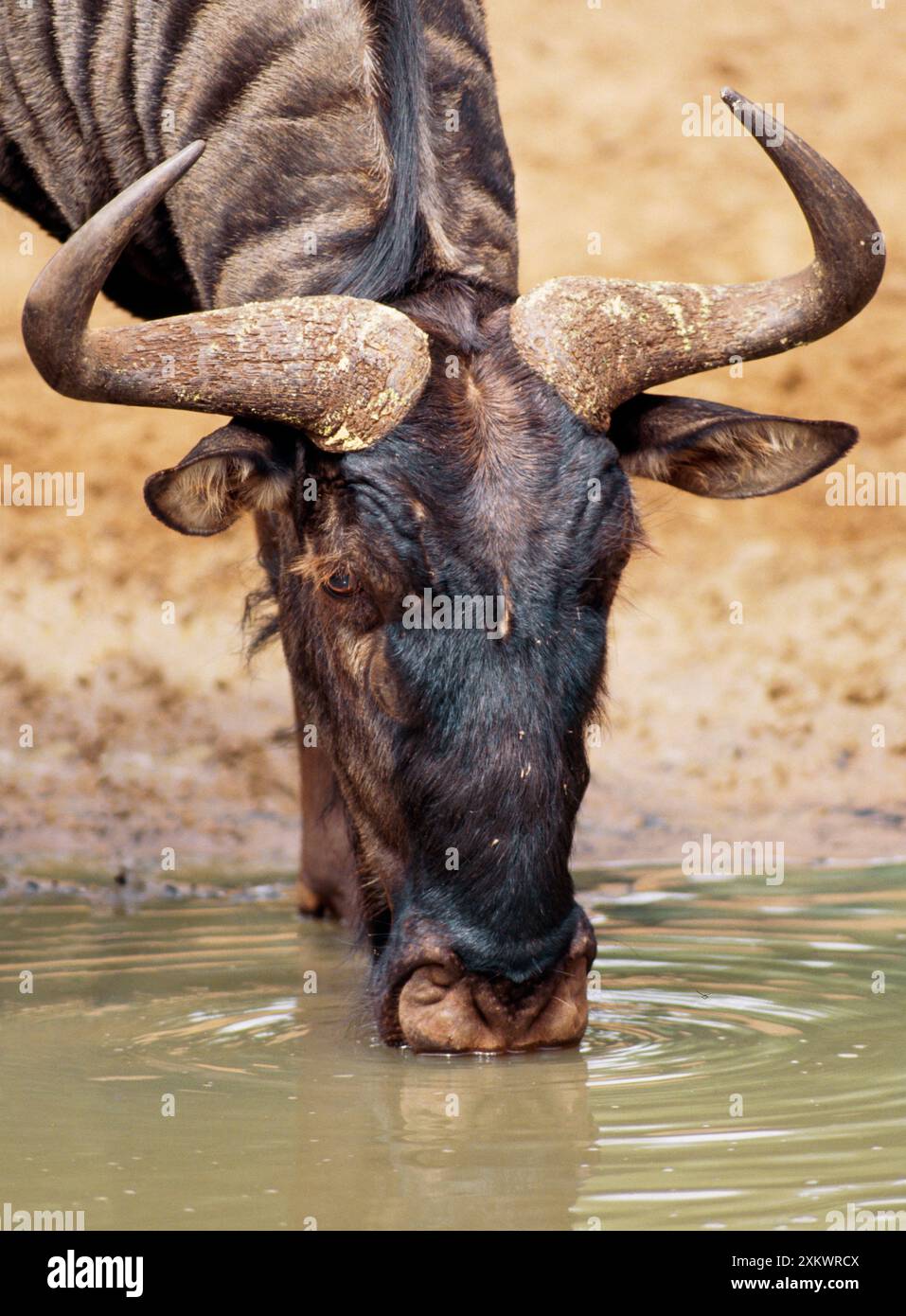 Wildebeest head african wildlife hi-res stock photography and images - Alamy