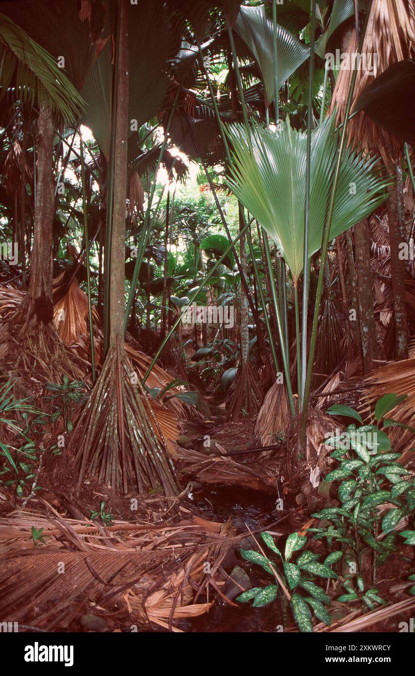 Stilt Palm - showing stilt roots Stock Photo - Alamy