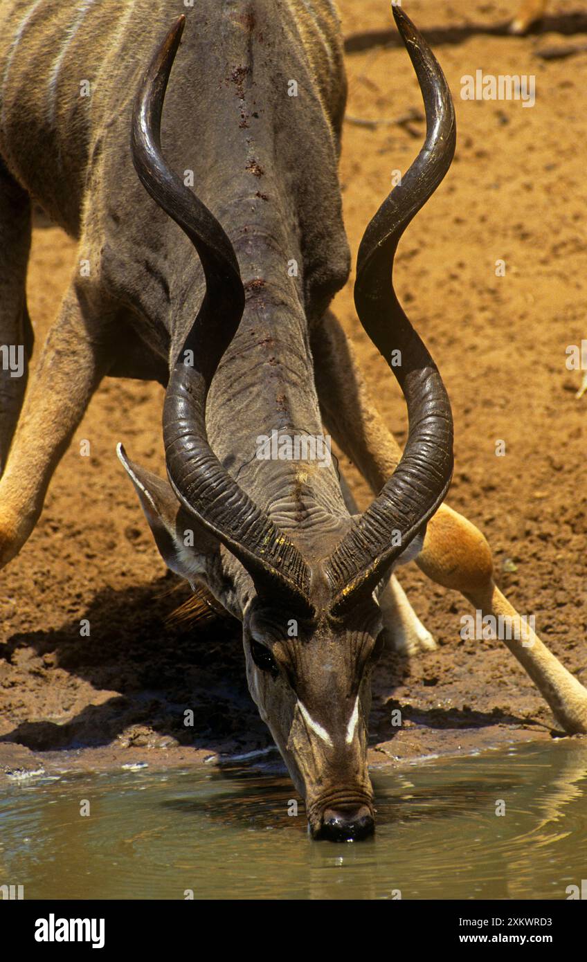 Greater Kudu - bull with snare on neck Stock Photo - Alamy