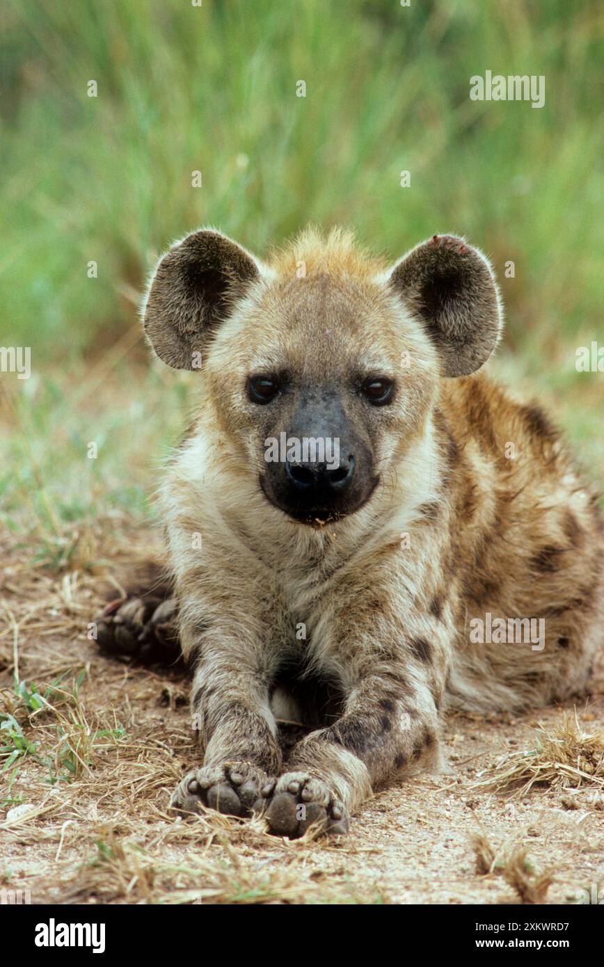 He spotted hi-res stock photography and images - Alamy