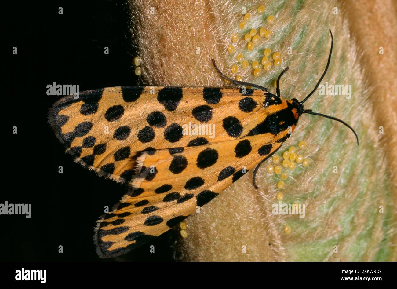 Leopard Moth - ovipositing (depositing of eggs Stock Photo - Alamy