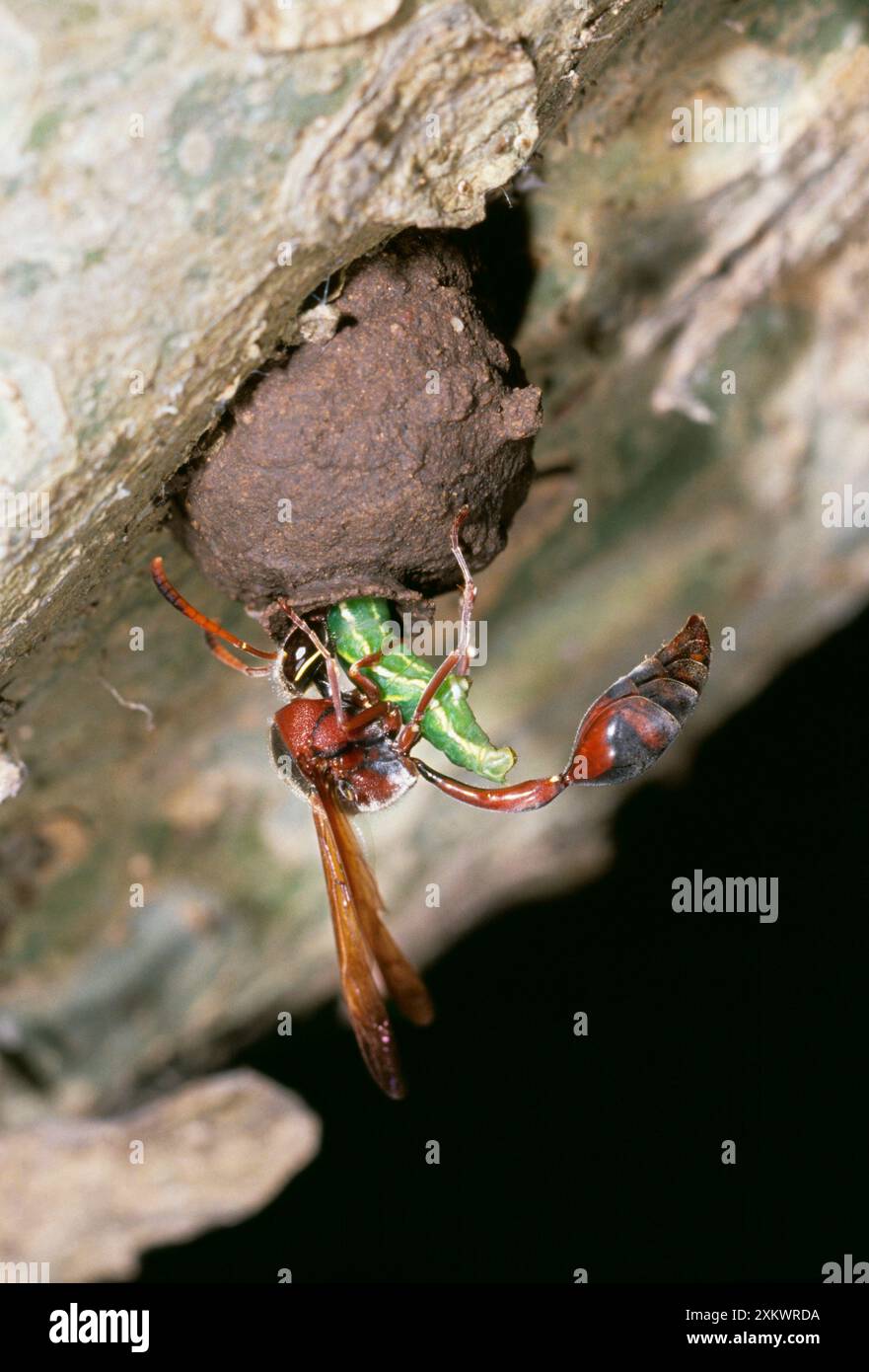 Potter wasp building nest hi-res stock photography and images - Alamy