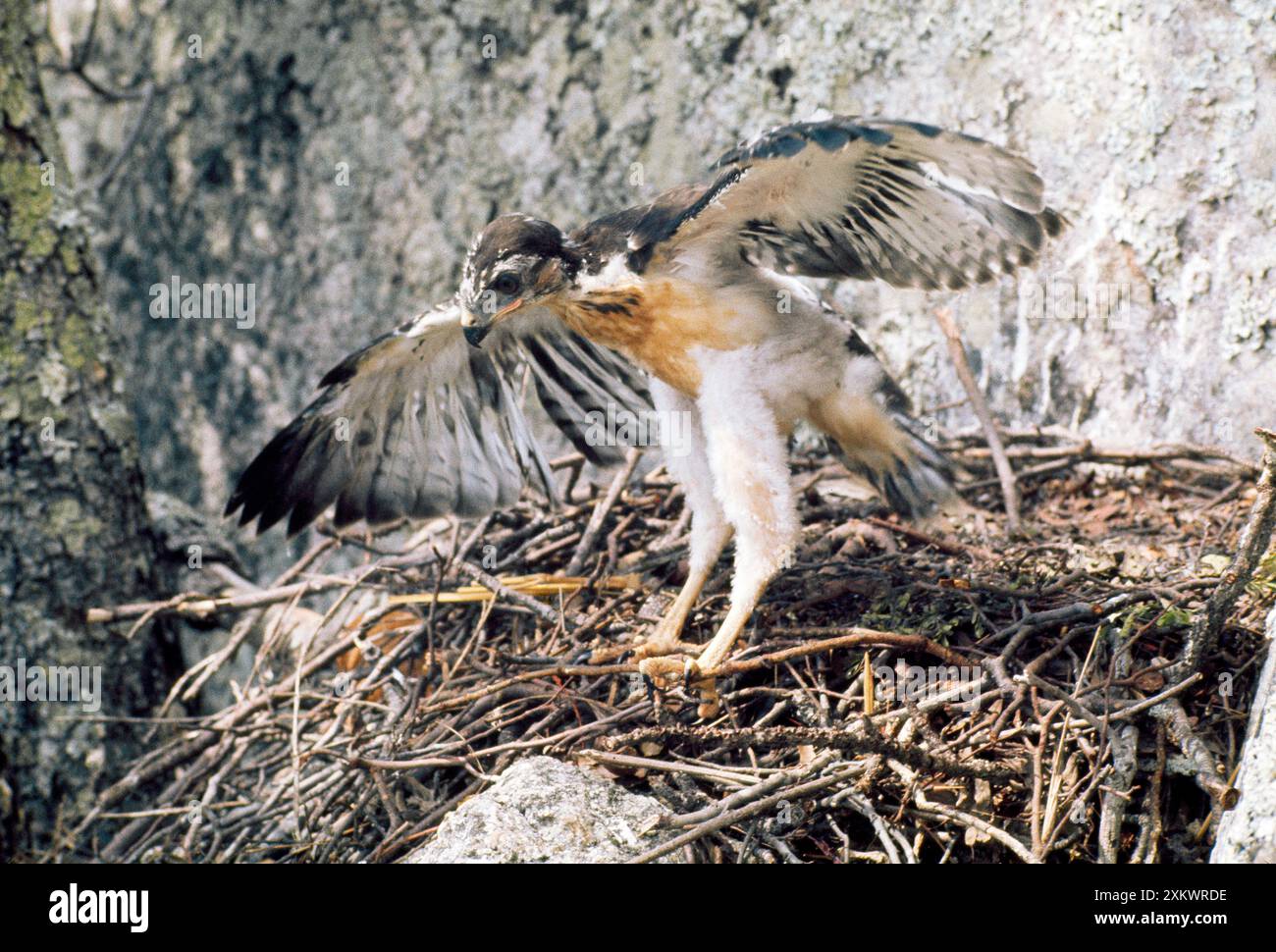 Young buzzards hi-res stock photography and images - Alamy
