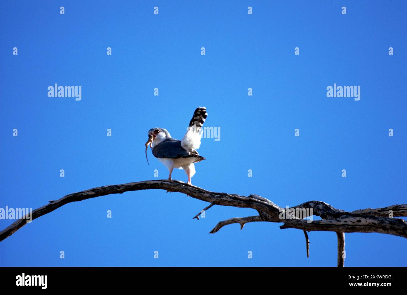 Pygmy Falcon - male Stock Photo - Alamy