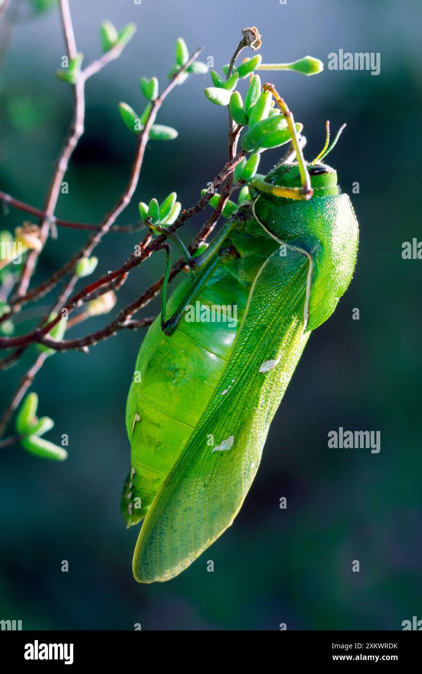 Male bladder hi-res stock photography and images - Alamy