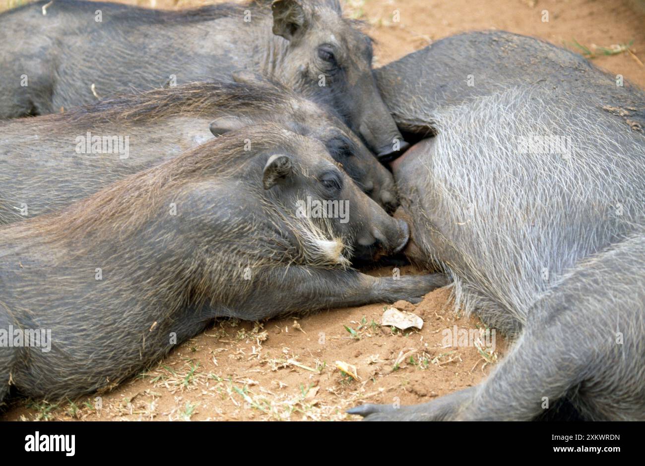 Group warthogs phacochoerus aethiopicus hi-res stock photography and images - Alamy