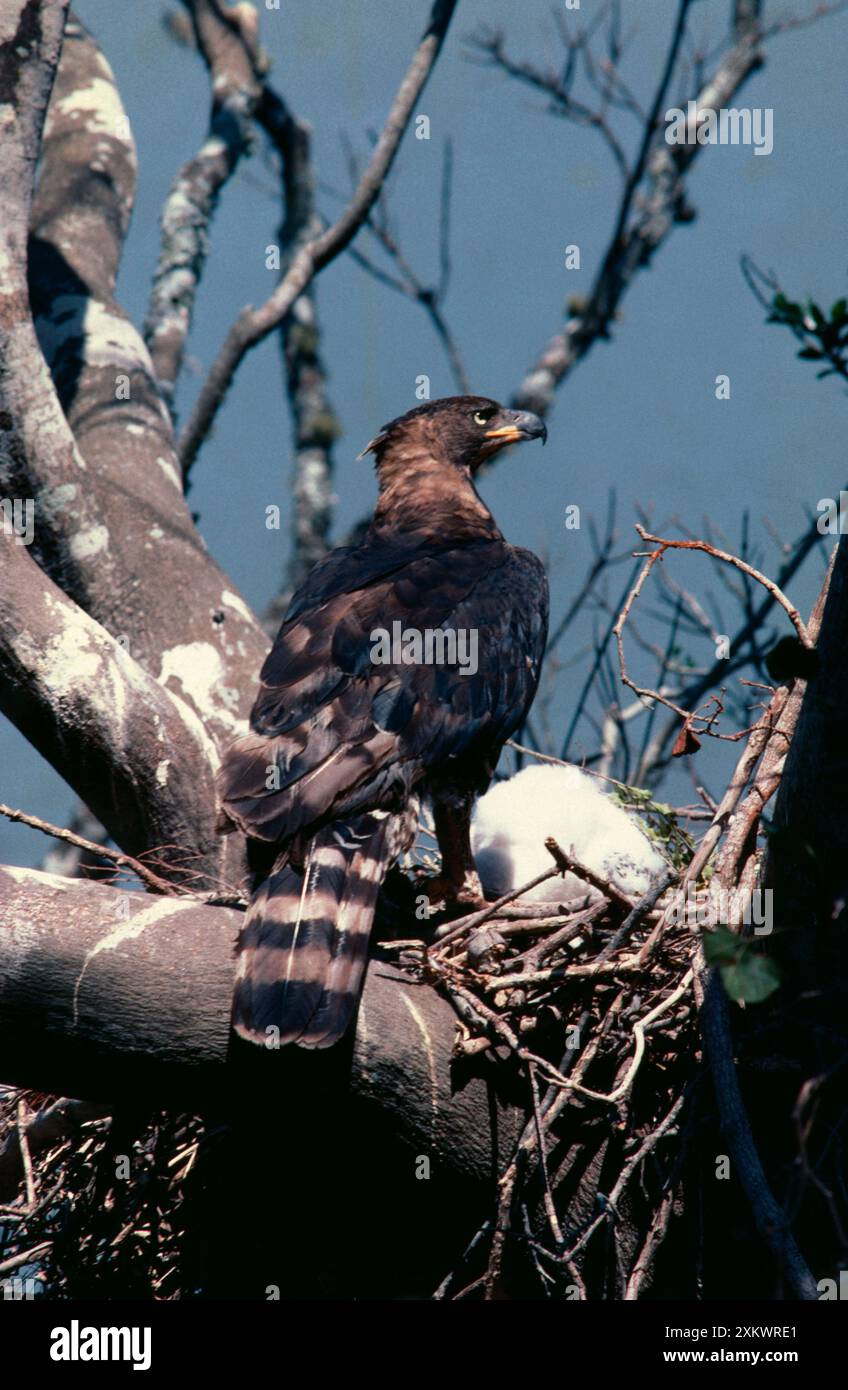 African Crowned Eagle / Crowned-hawk eagle - at nest Stock Photo - Alamy