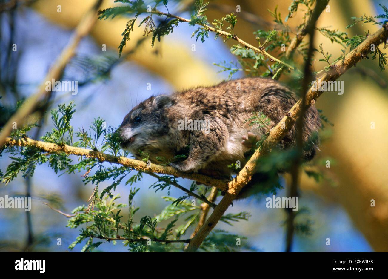 Dendrohyrax hyrax hi-res stock photography and images - Alamy