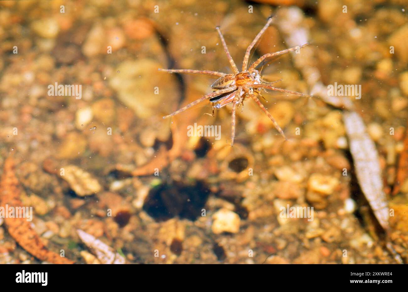 Fishing Spider - with grasshopper prey on water Stock Photo - Alamy