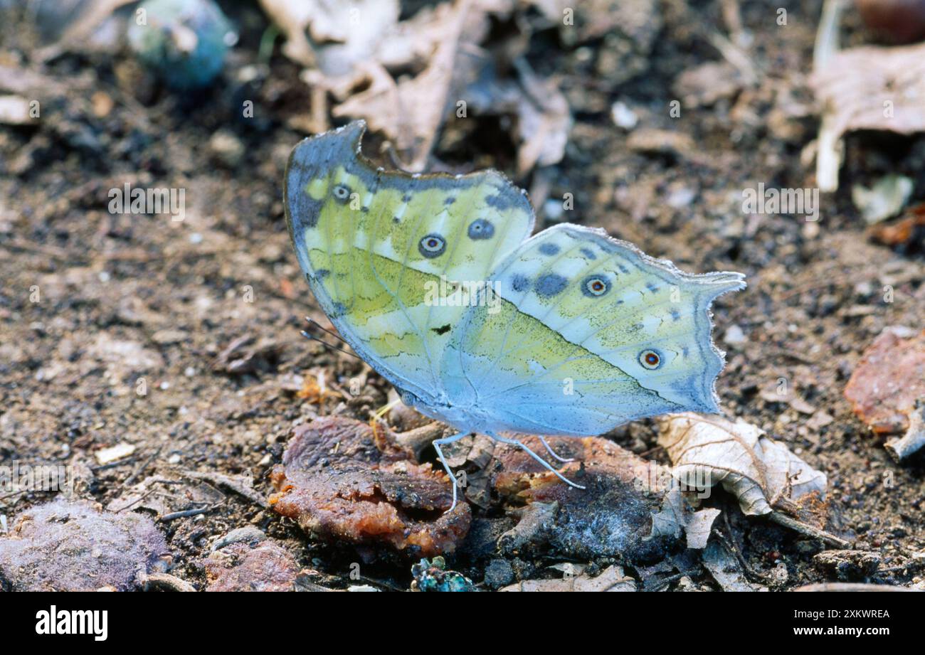 Common Mother of Pearl Butterfly Stock Photo - Alamy
