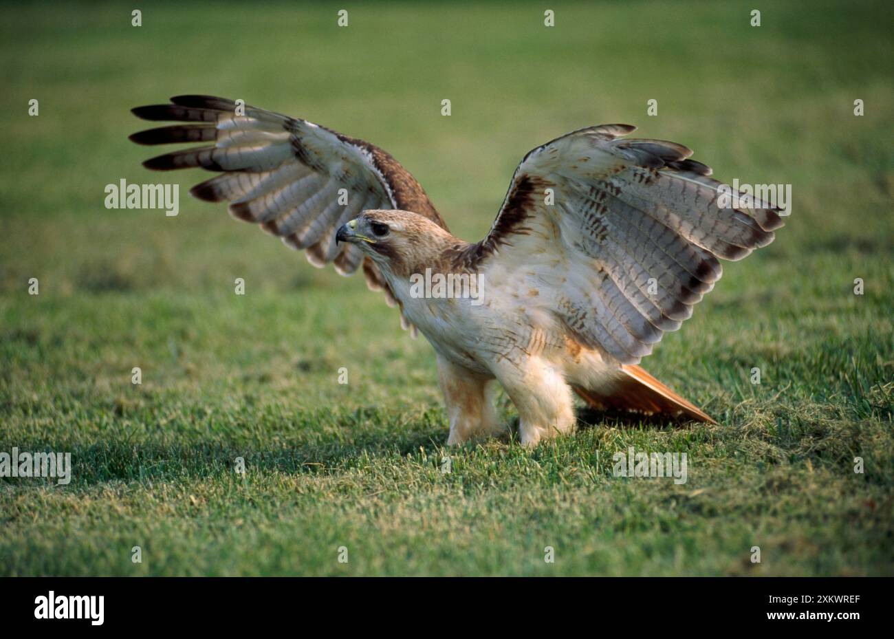 RED-TAILED HAWK - WINGS SPREAD Stock Photo - Alamy