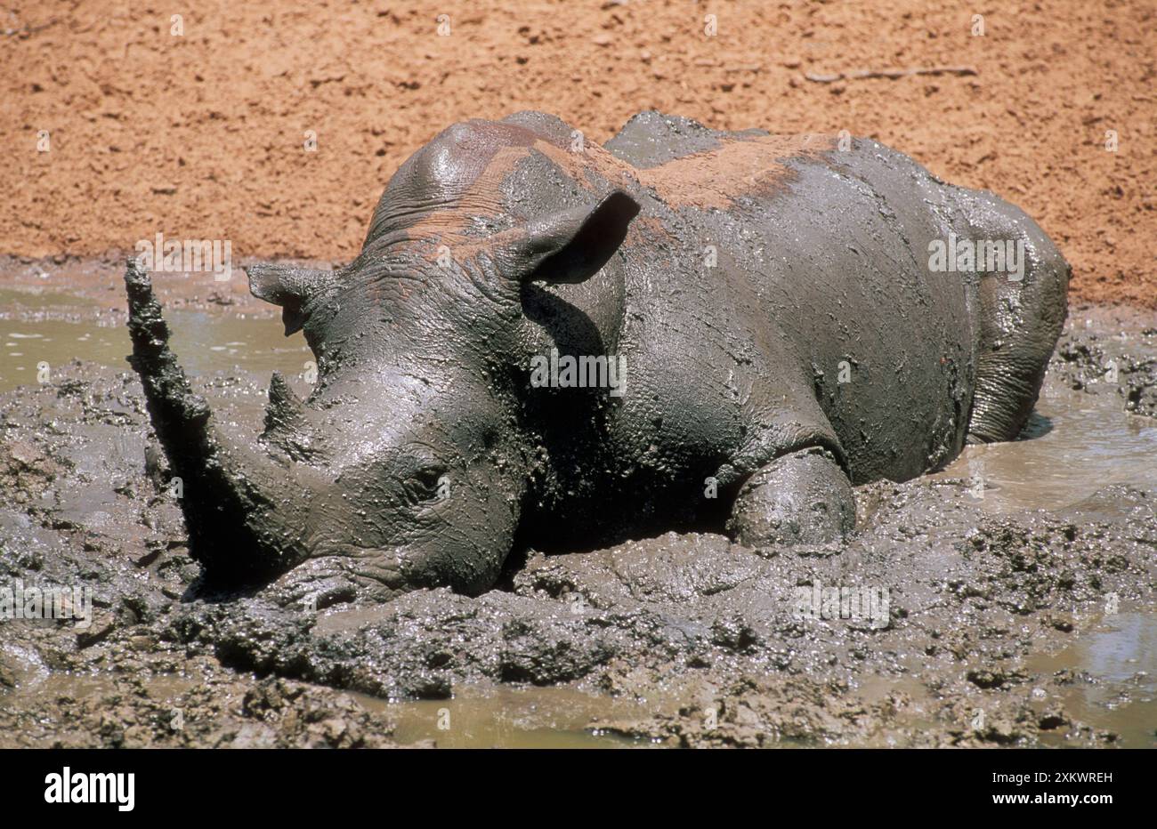 Rhino wallowing in mud hi-res stock photography and images - Alamy