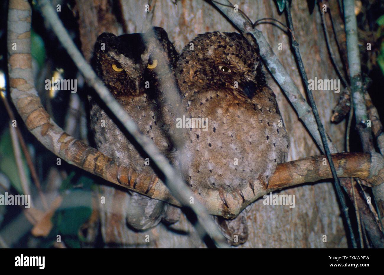 S scops owl hi-res stock photography and images - Alamy
