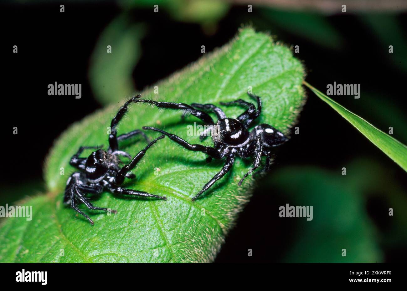Jumping Spiders - males sparring Stock Photo - Alamy