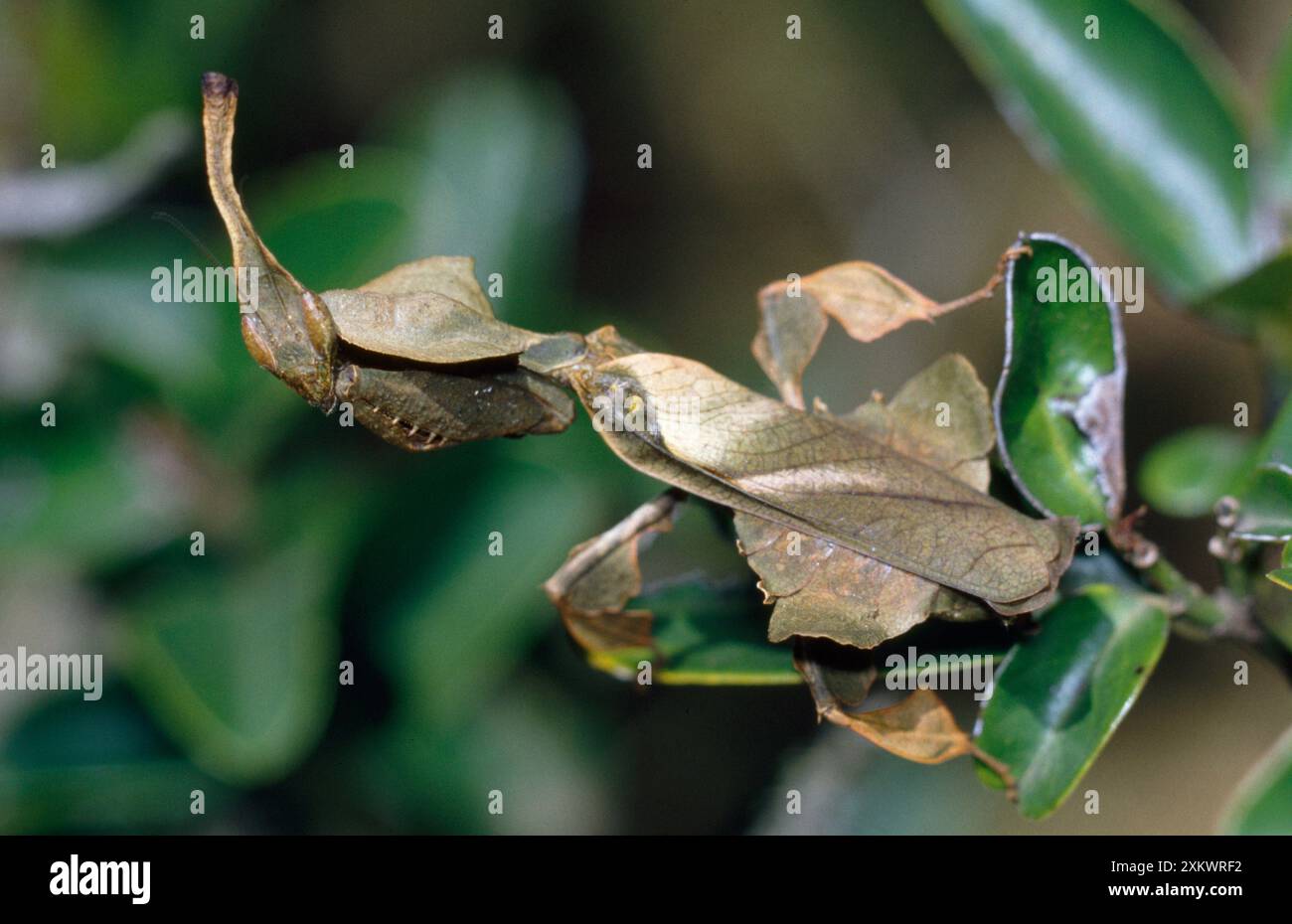 Praying Mantis - female Stock Photo - Alamy