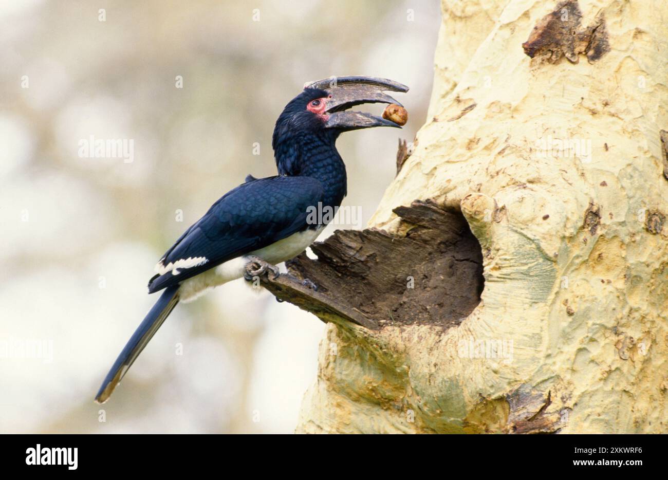 Trumpeter Hornbill - with food in beak Stock Photo - Alamy