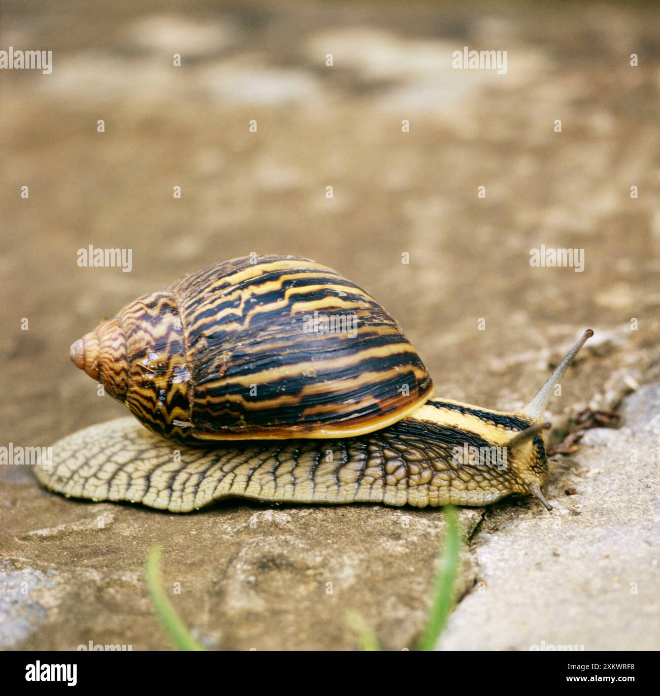 Giant African land SNAIL Stock Photo - Alamy