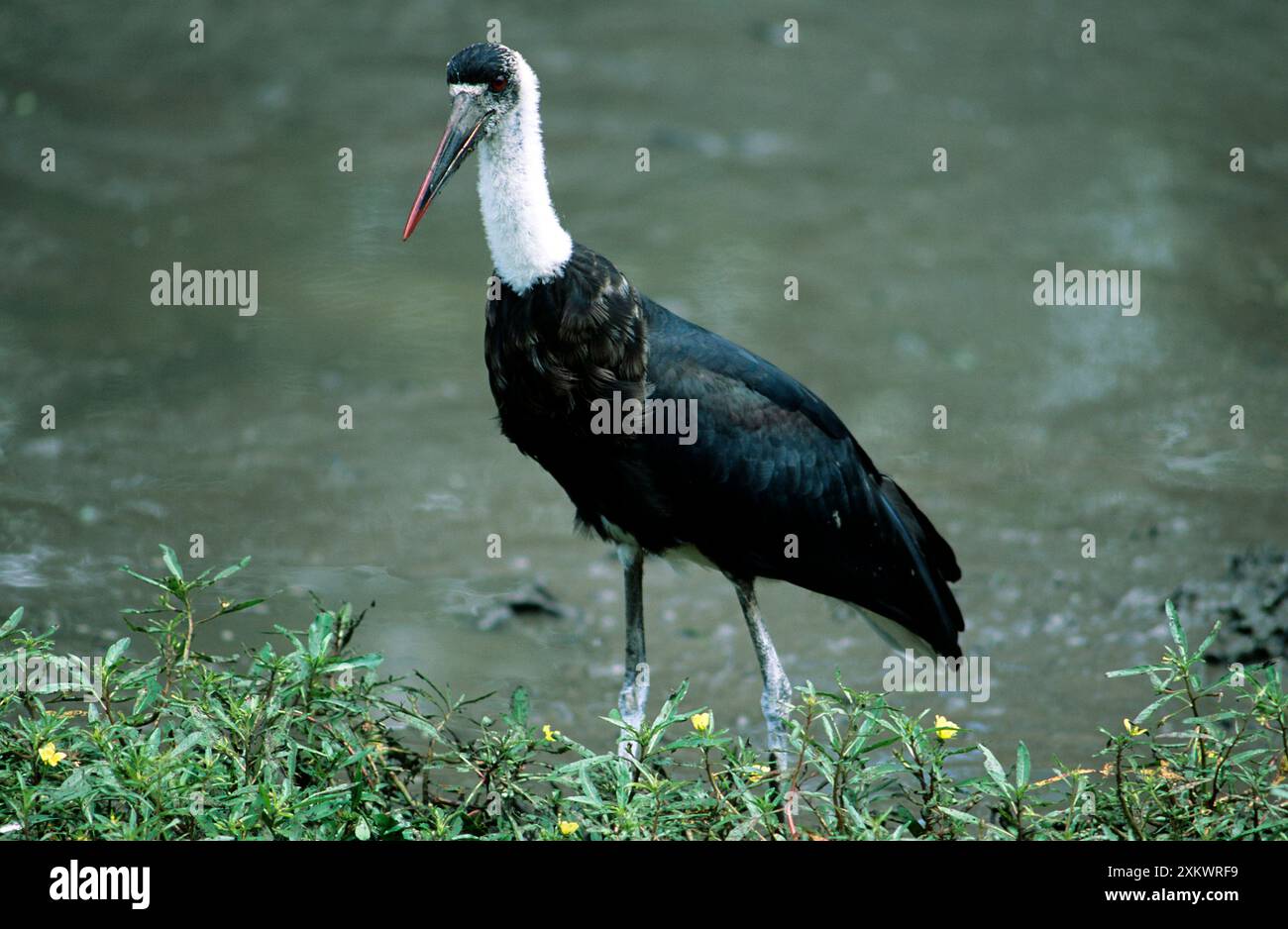 Woolly birds hi-res stock photography and images - Alamy