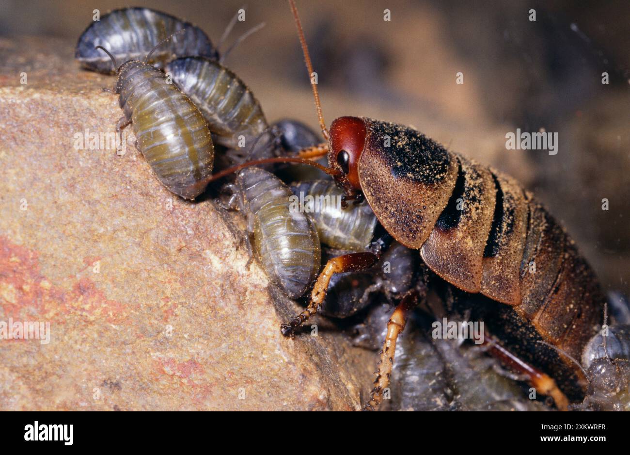 Mountain COCKROACH - female with nymphs 1-2 hours old Stock Photo - Alamy