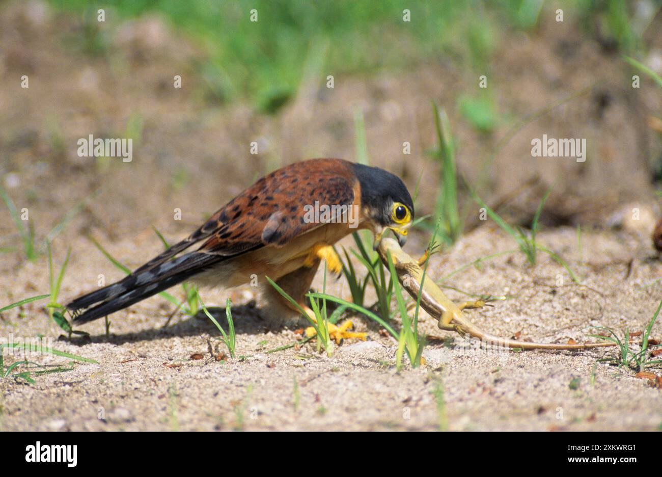 Lizard in beak hi-res stock photography and images - Alamy