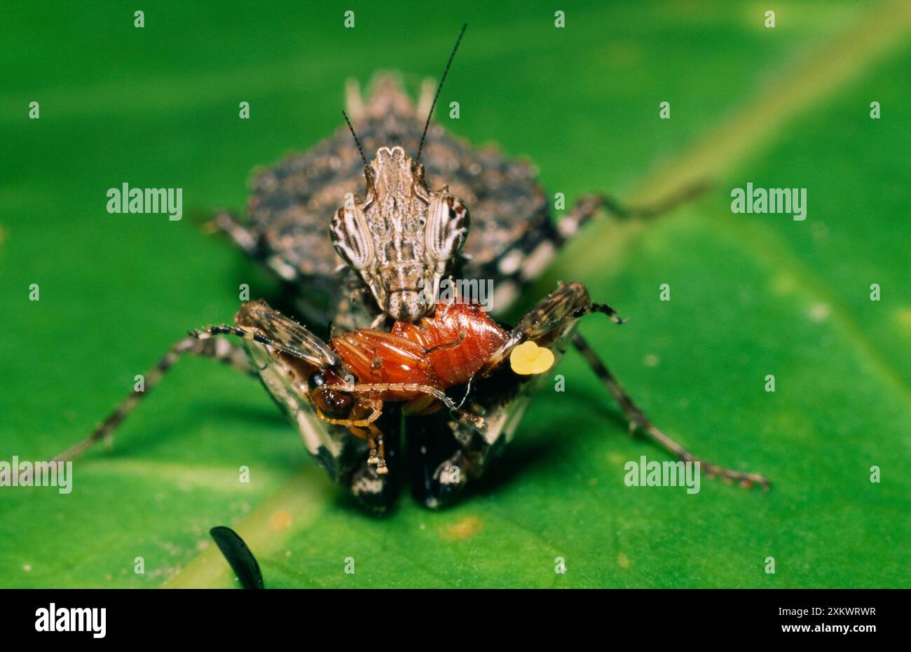 PRAYING MANTIS - with prey Stock Photo - Alamy
