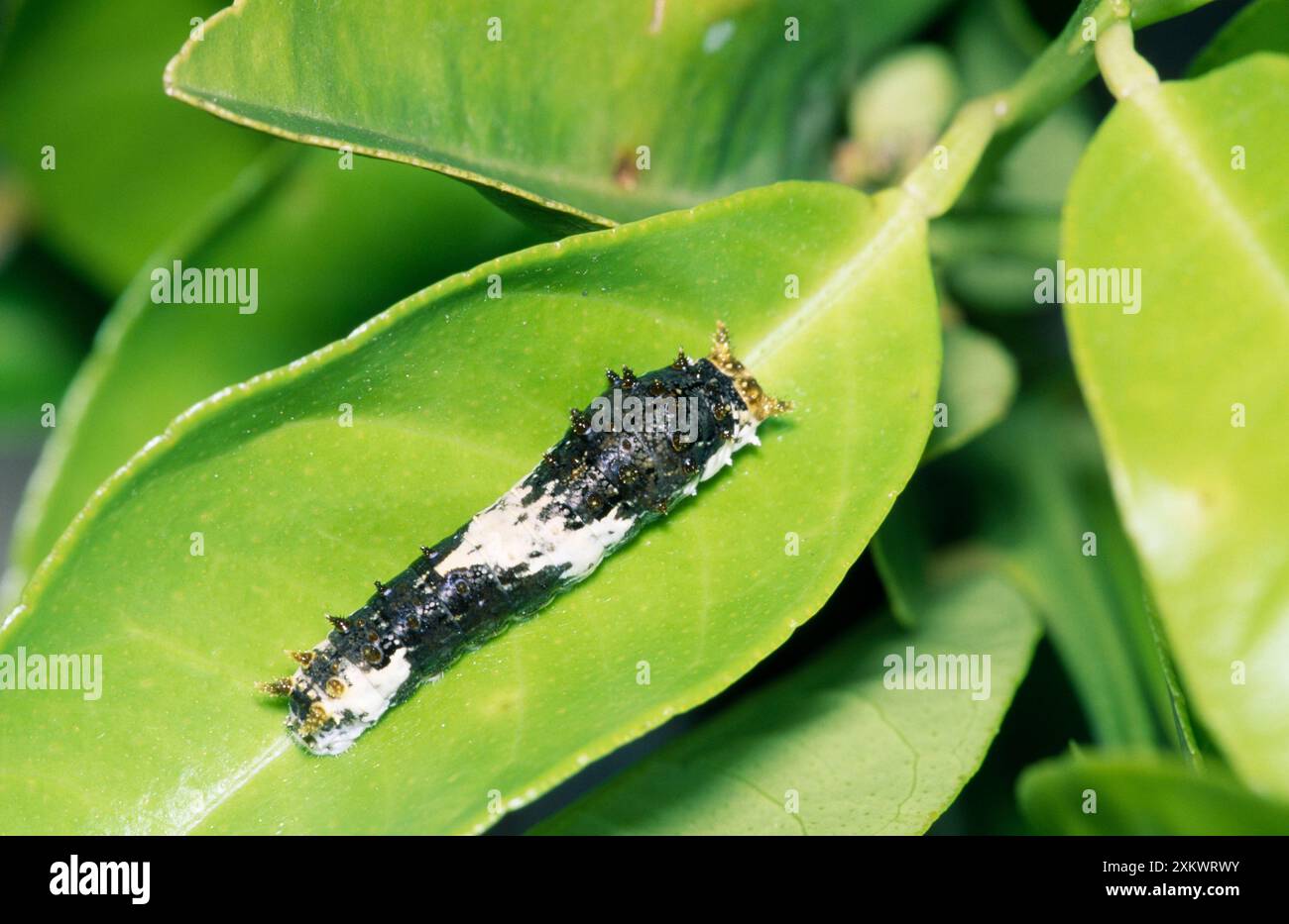 Citrus Swallowtail Butterfly larva / caterpillar Stock Photo - Alamy