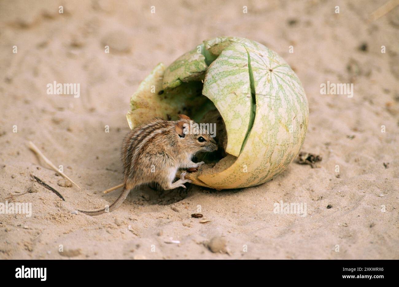 Tsama hi-res stock photography and images - Alamy