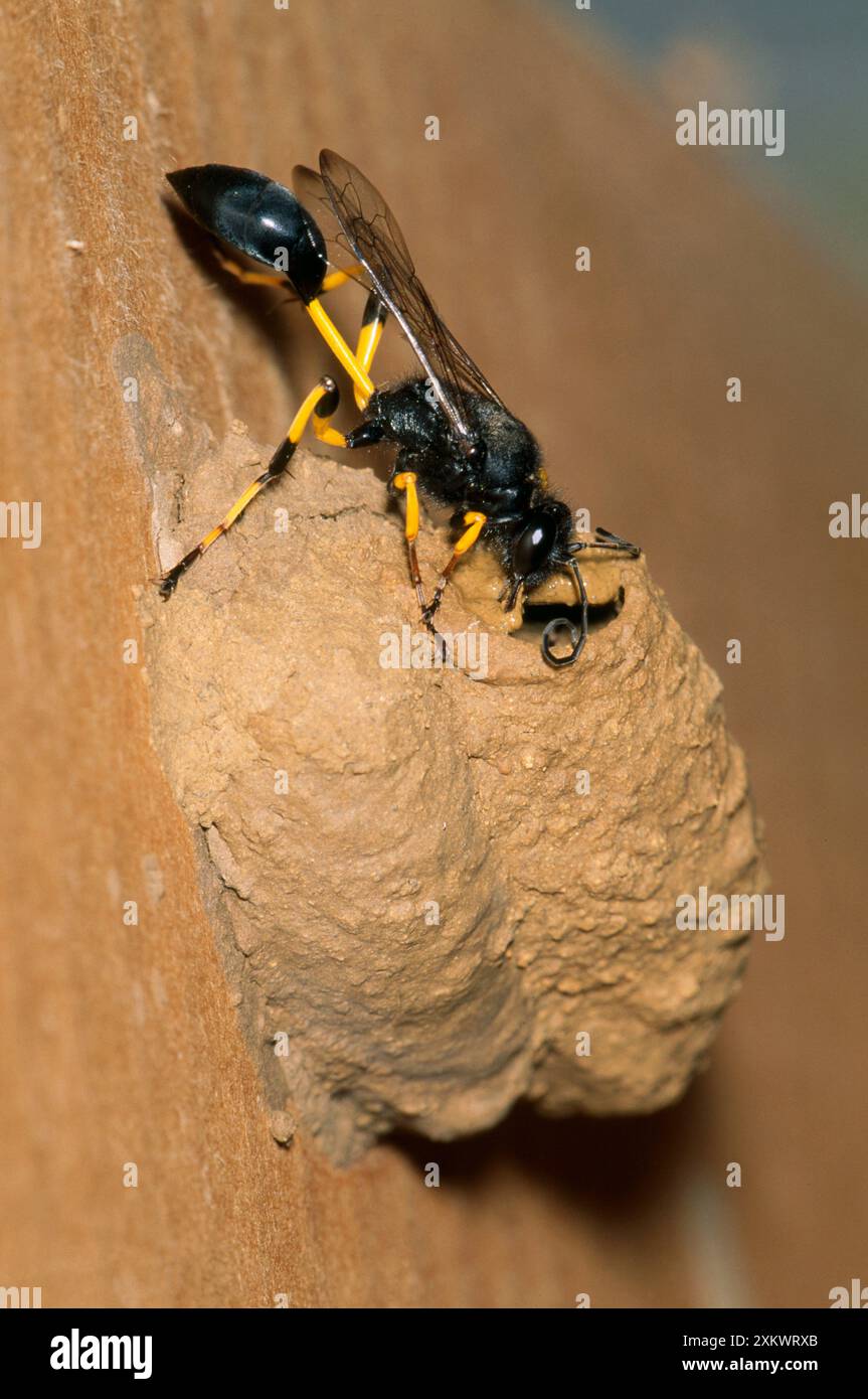 Mud Dauber Wasp - sealing nest entrance Stock Photo - Alamy