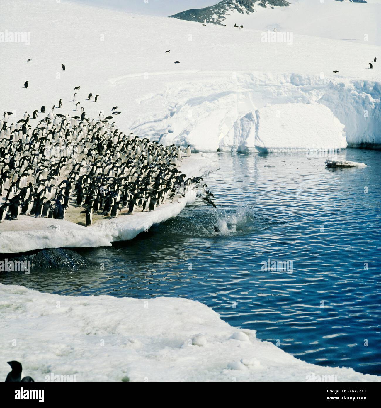 Group ice hi-res stock photography and images - Alamy