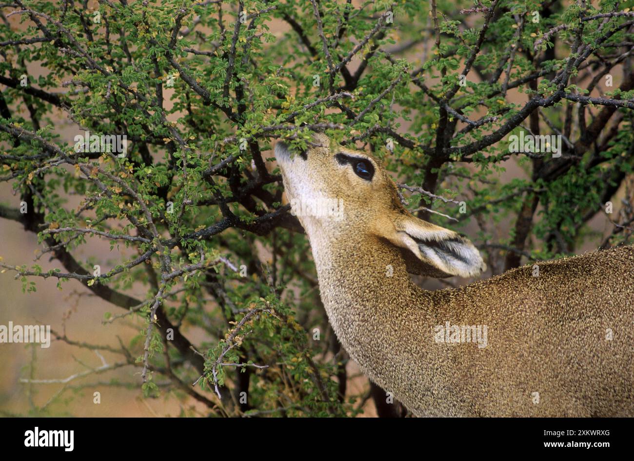 Browsing and grazing hi-res stock photography and images - Alamy
